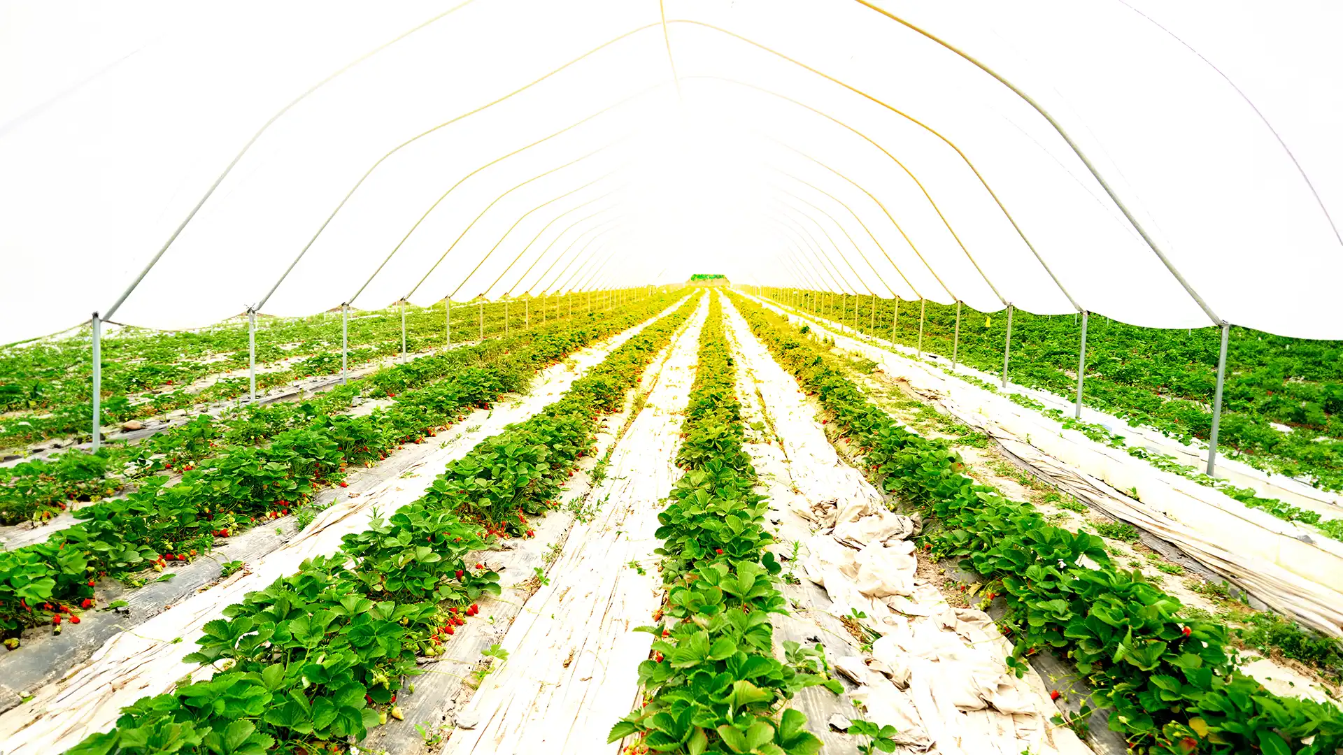 Al Watania for Industries – One of the most prominent and prestigious ...